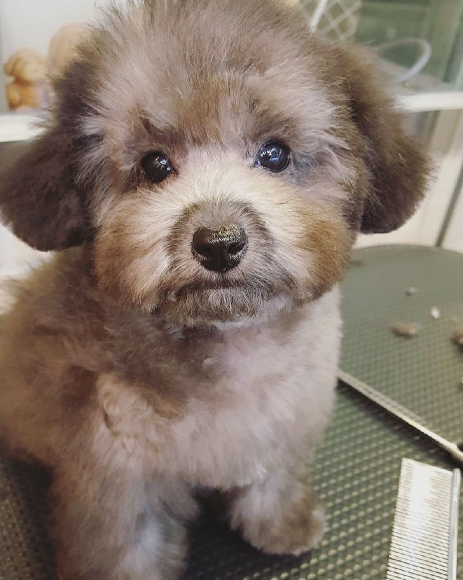 16 Pictures Of Taeyeon's ADORABLE Puppy Zero - Koreaboo