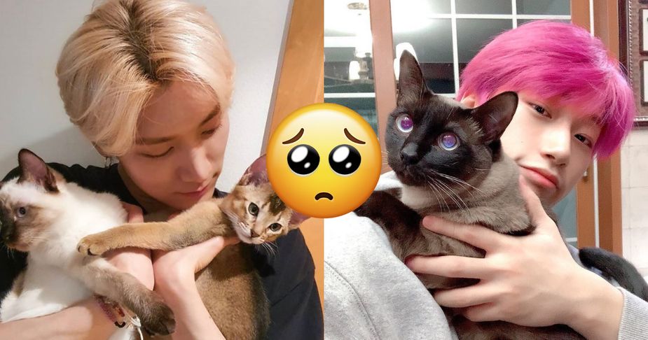 Happy International Cat Day — Here's 10+ Of The Cutest Cat And Idol ...