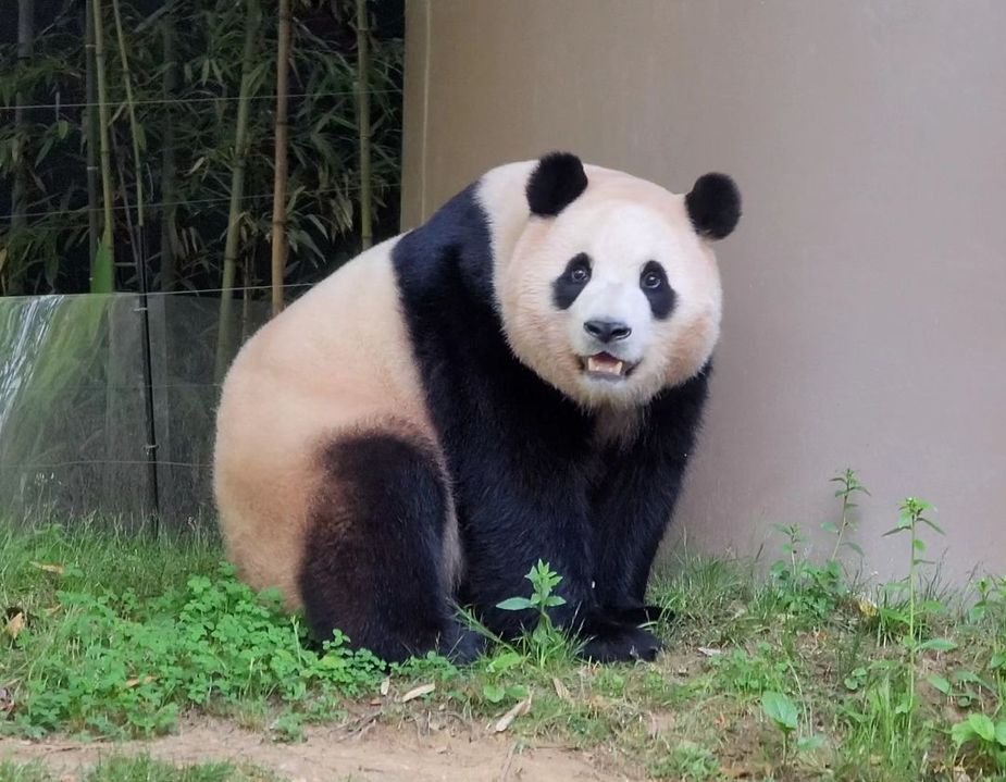 The First Panda Born In South Korea Is So Famous, She Even Has Her Own ...