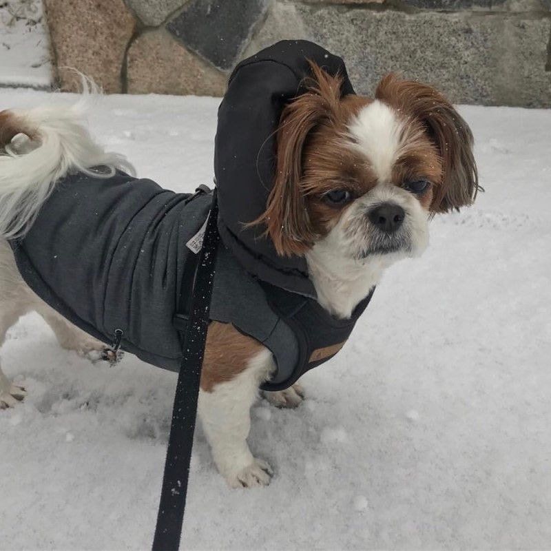 BTS J-Hope’s Puppy Mickey Is Selective When It Comes To Taking Pictures ...