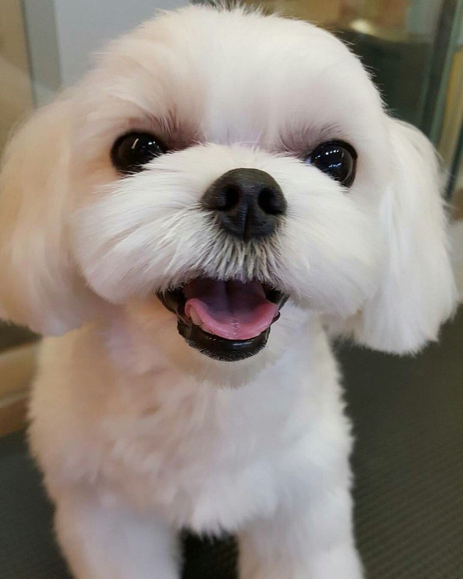 In Case BLINKs Were Wondering, Jisoo Has Updated Everyone On Her Dog ...
