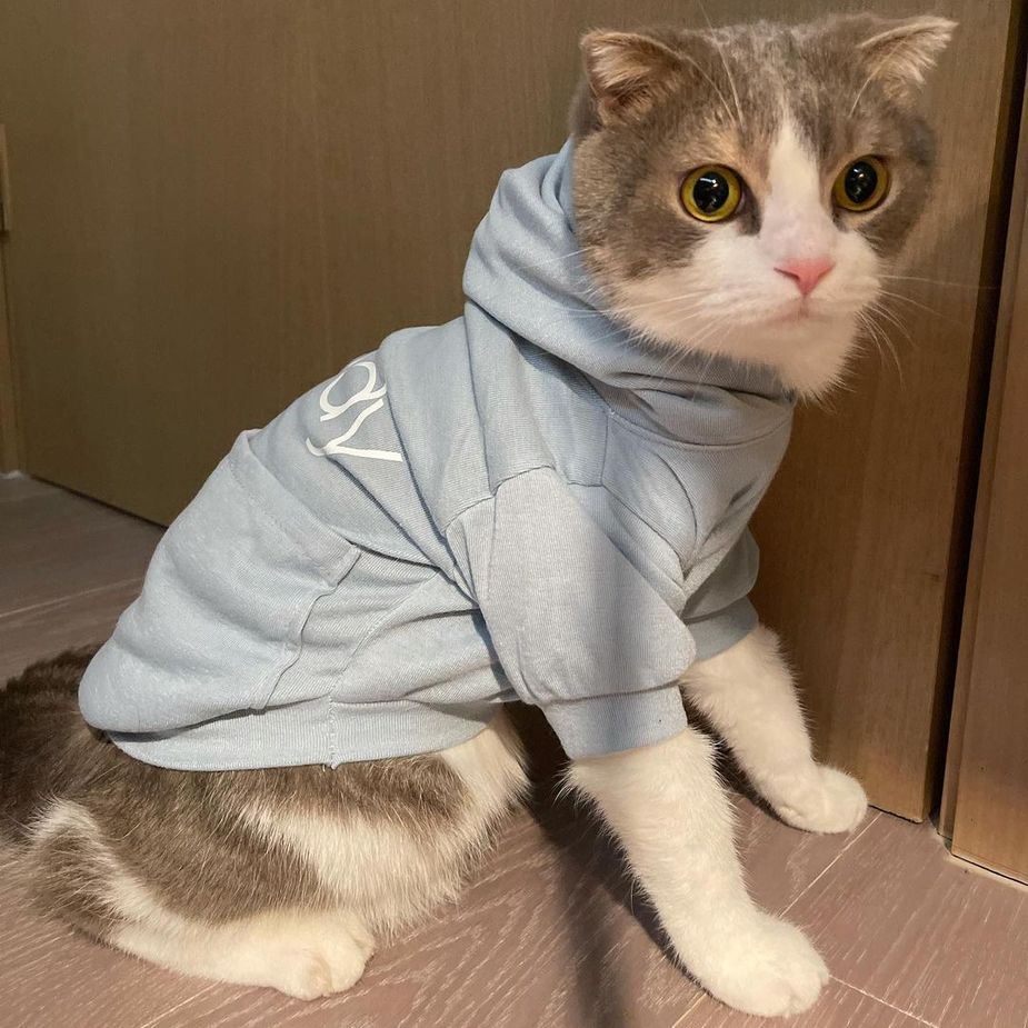 BLACKPINK's Lisa Was Given The Cutest Gifts For Her "L Family," And ...