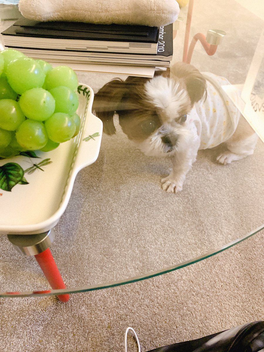 BTS J-Hope's Dog Mickey Isn't About To Let Yeontan Hog The Spotlight