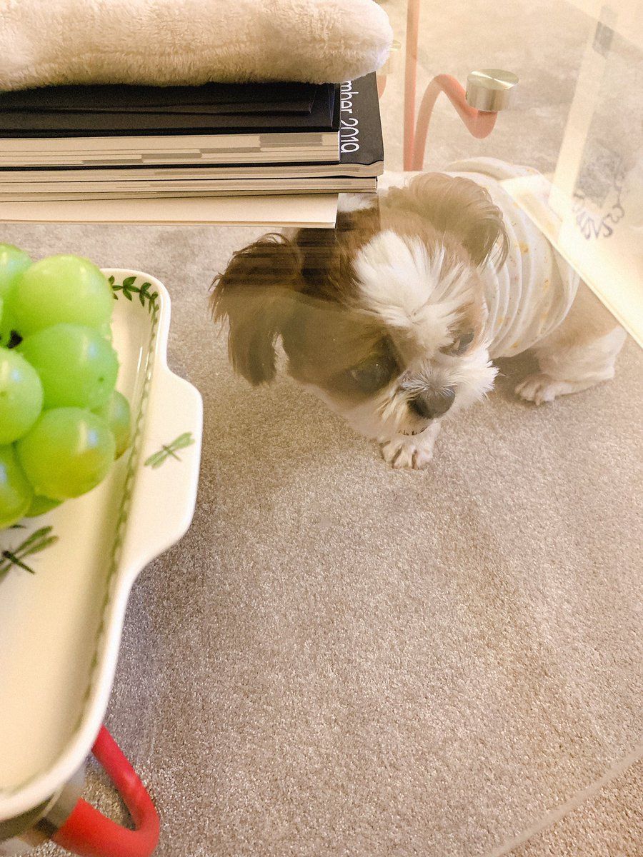 BTS J-Hope's Dog Mickey Isn't About To Let Yeontan Hog The Spotlight