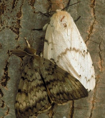 Korean College Campus Gets Attacked By Moths... The Sight Will Fuel ...