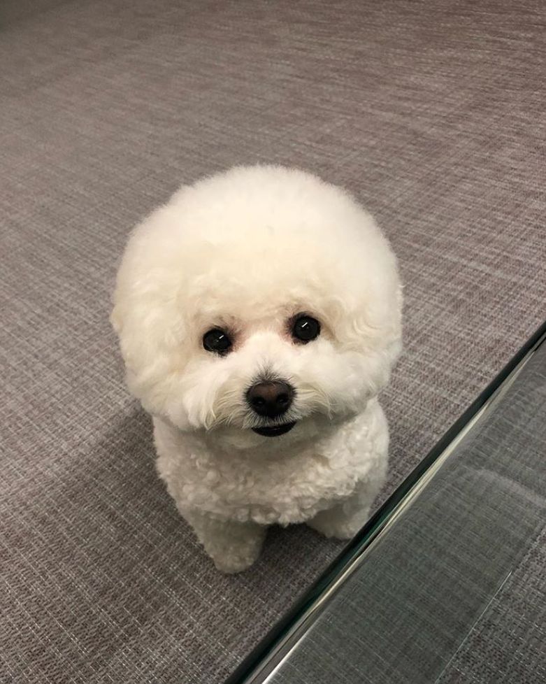 15+ Pictures Of Park Seo Joon And His Adorable Dog To Brighten Up Your ...