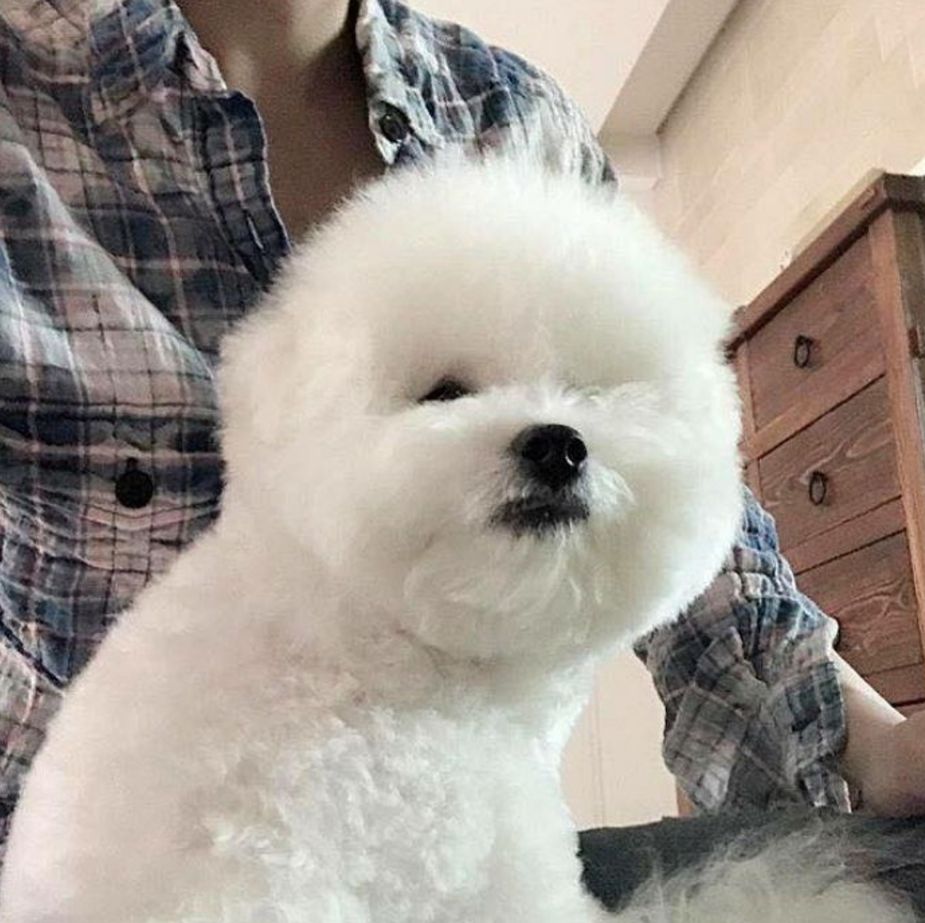 Everyone Wants to Be Hugged the Way Park Seo Joon Hugs His Doggo, Simba ...