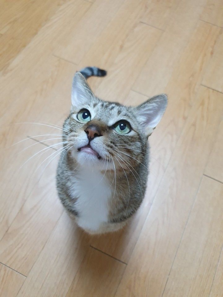 TXT's Taehyun Misses His Cat So Much That His Dad Sends Him Pictures ...