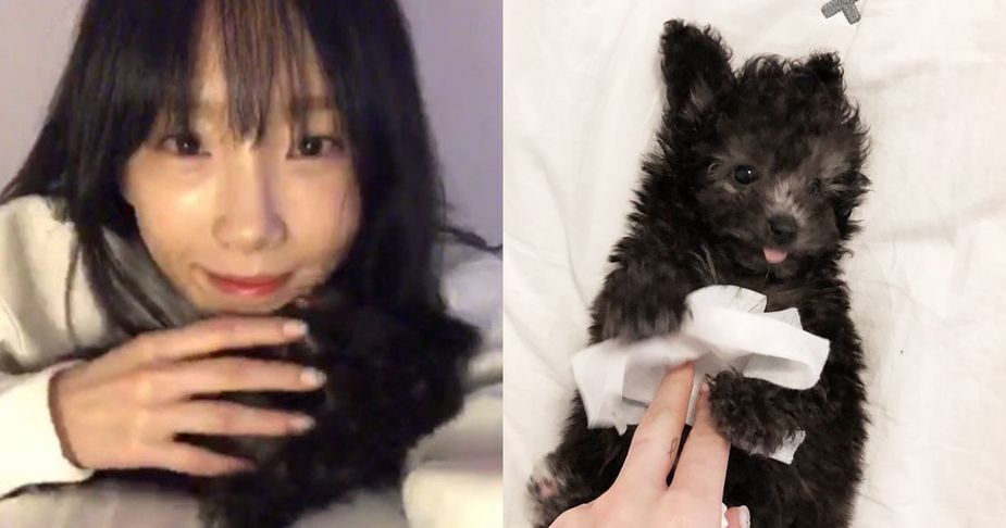 16 Pictures Of Taeyeon's ADORABLE Puppy Zero - Koreaboo