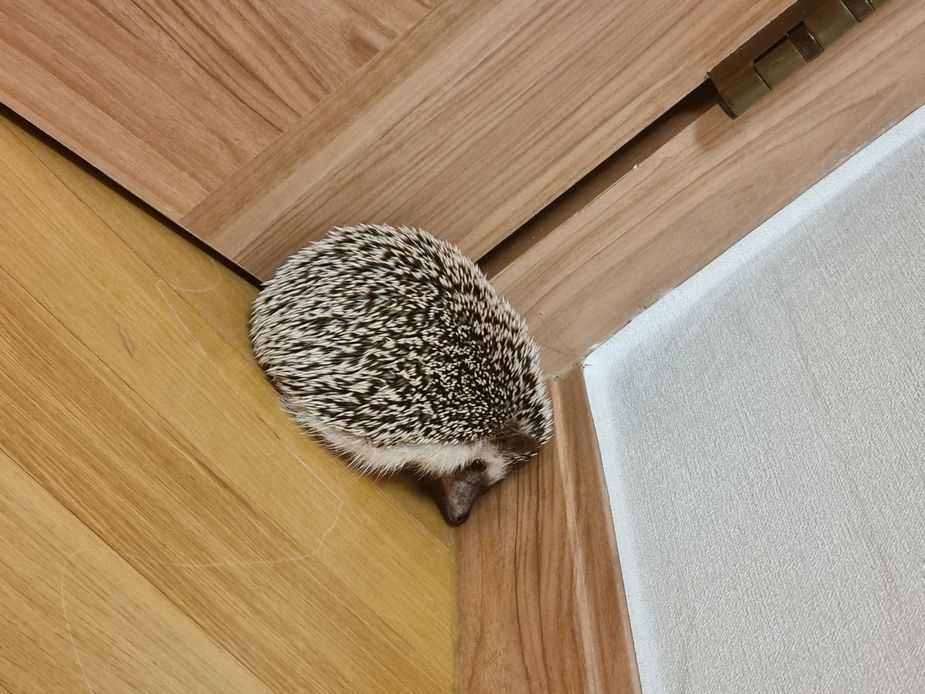 Here's The Odi Mystery That TXT Still Can't Solve - Koreaboo