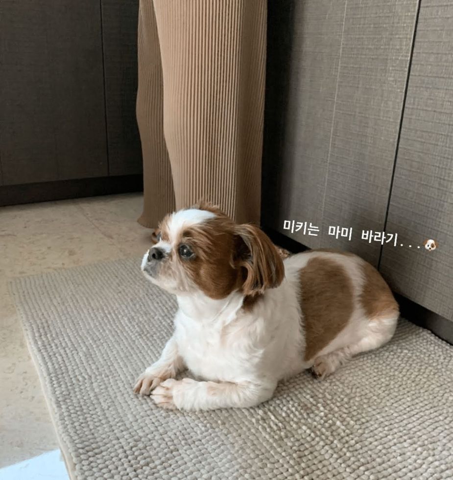 BTS J-Hope's Dog Mickey Has A New Favorite...And It's Not Him Or His ...