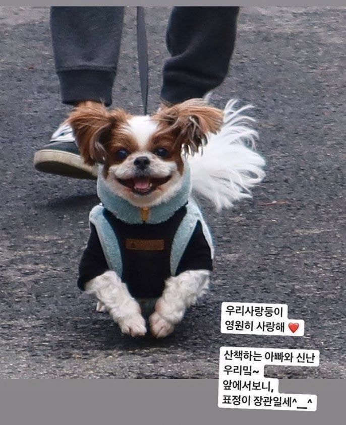 BTS J-Hope's Dog Mickey Has A New Favorite...And It's Not Him Or His ...