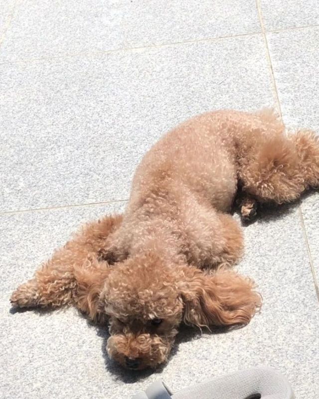 BTS Suga's Dog Holly Is Both A Model And A Mood In Suga's Latest ...