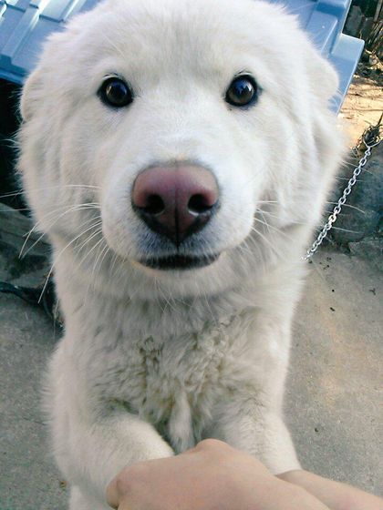 BTS has 8 little furry friends...This is who they are - Koreaboo