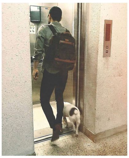 Siwon's Dog Kills Woman, Siwon Apologizes For Her Death - Koreaboo