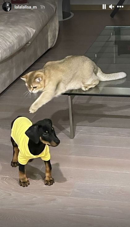 BLACKPINK's Lisa Introduces The Newest Member Of The "L Family"—A Dog ...