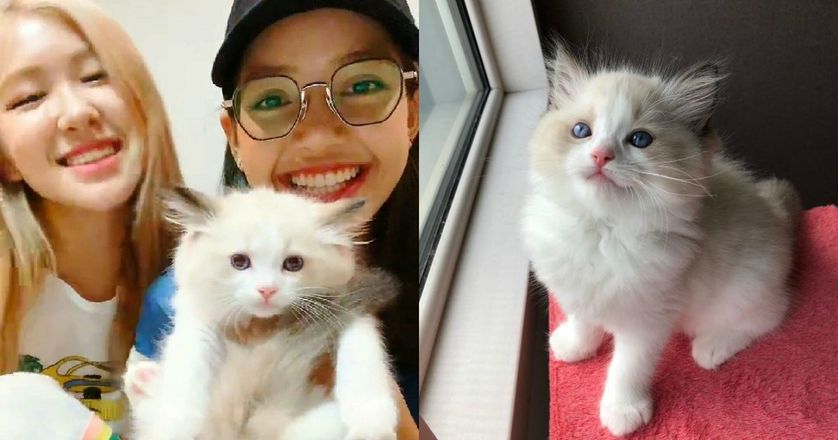 BLACKPINK's Lisa Debuts Her New Cat Lily On V LIVE, Trends In The ...