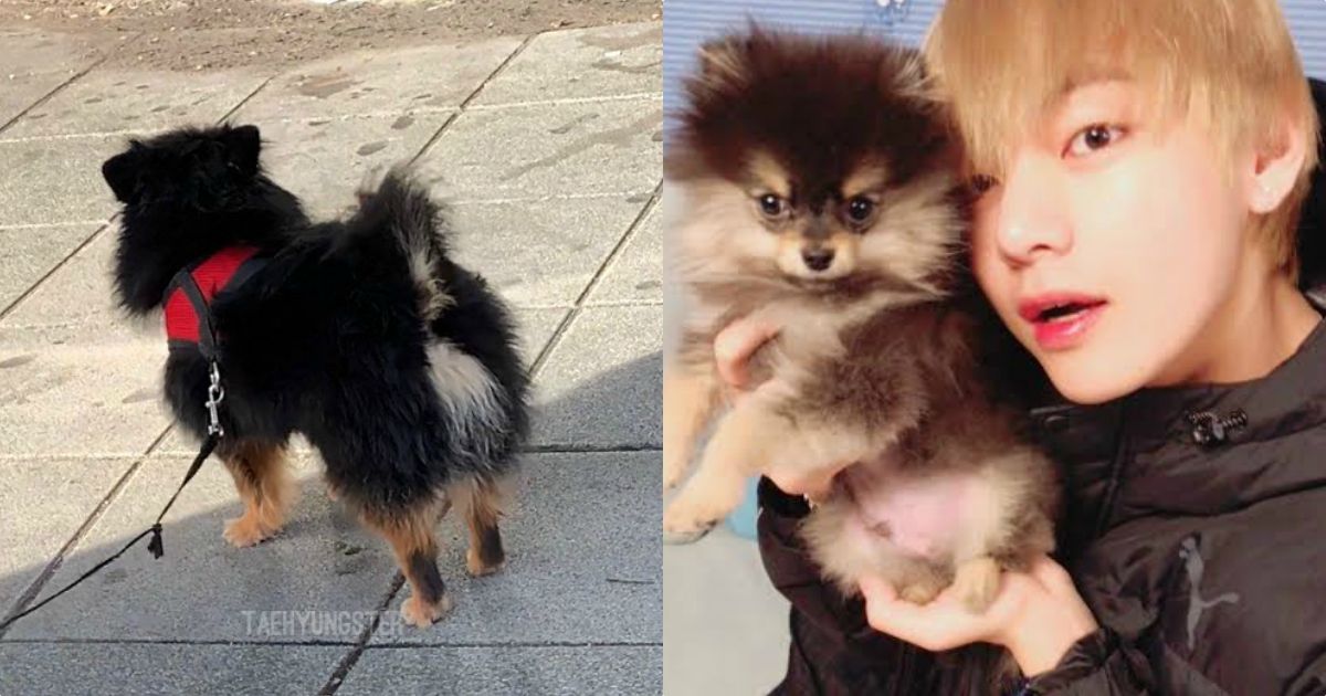 Yeontan Proves He's The Best Boy By Attending BTS's Concert With V's ...