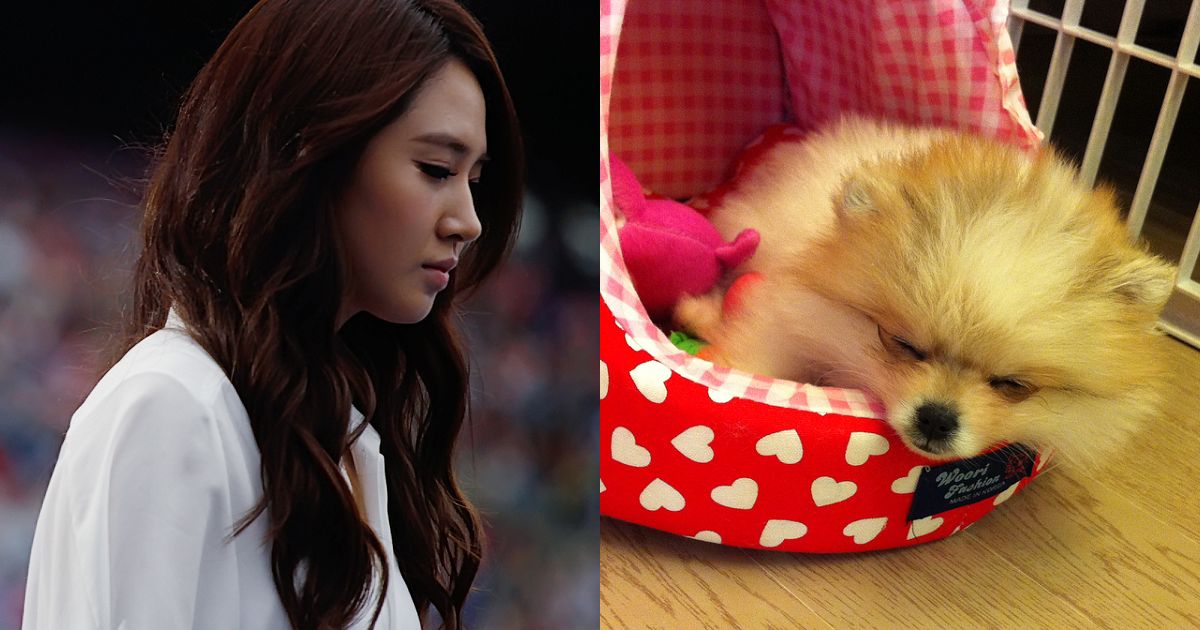 Girls' Generation Yuri's Dog Hani Passes Away - Koreaboo